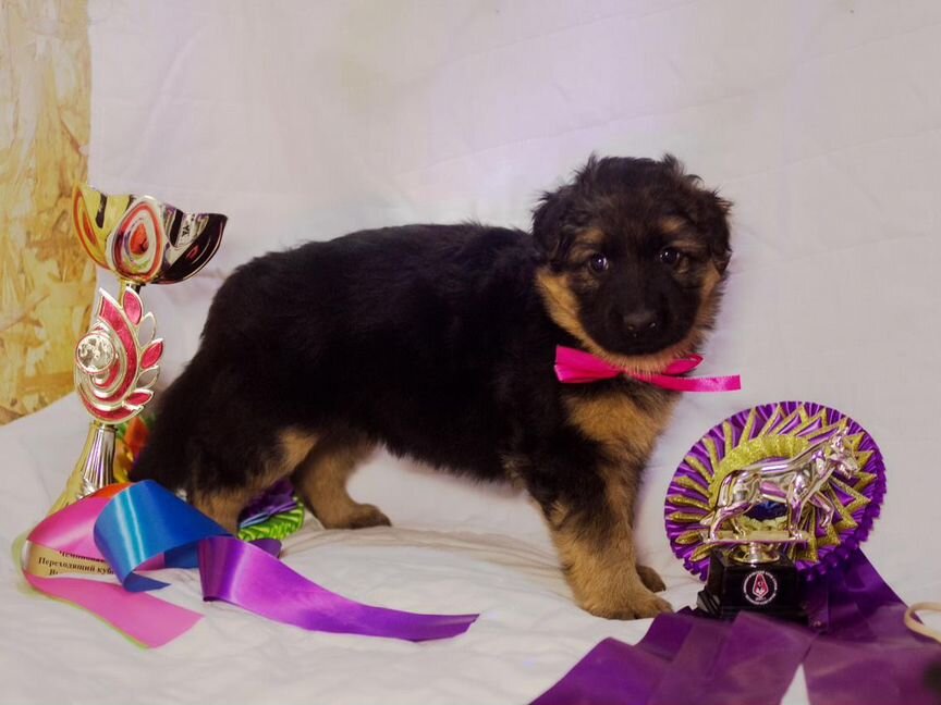 Щенки немецкой овчарки