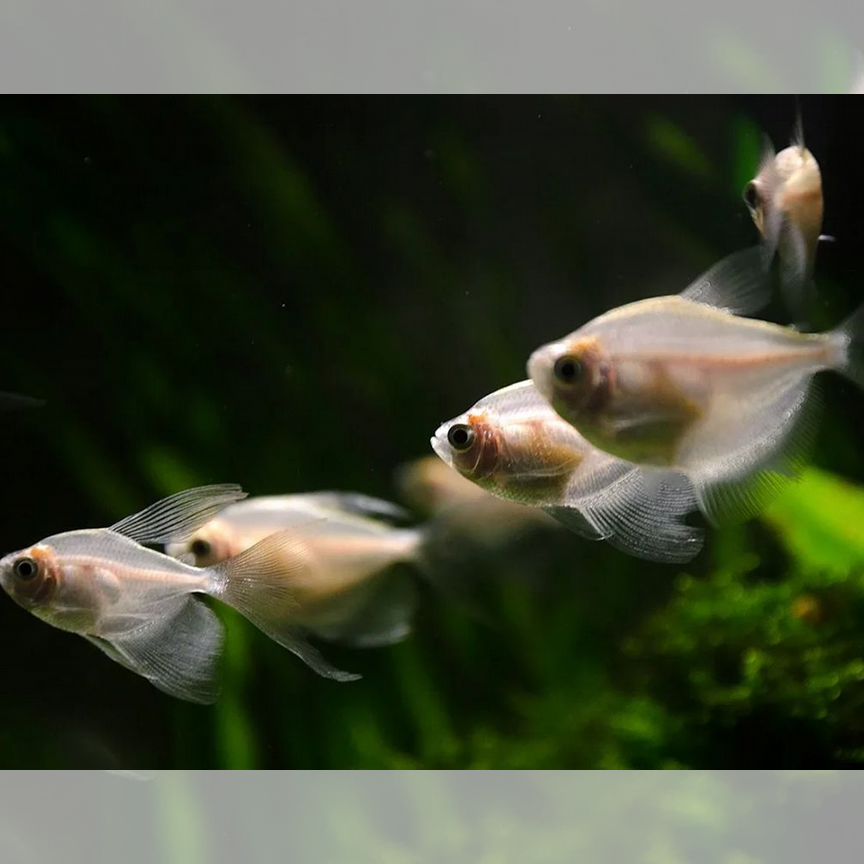 Тернеция белая 5 штук