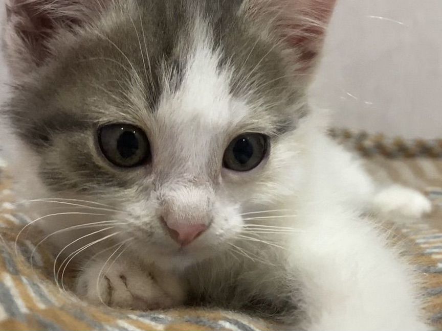 Котенок в добрые руки