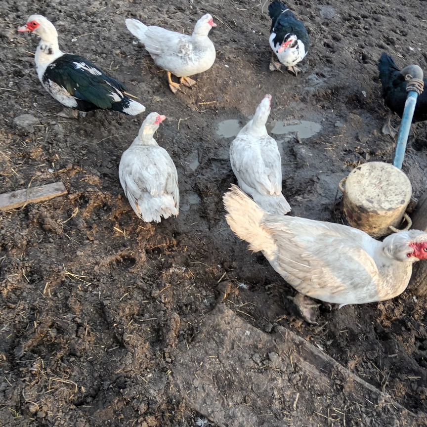 Мускусные утки