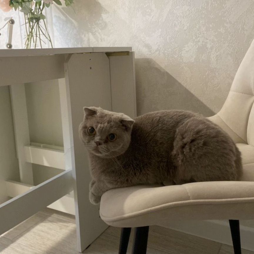 Отдам бесплатно животные