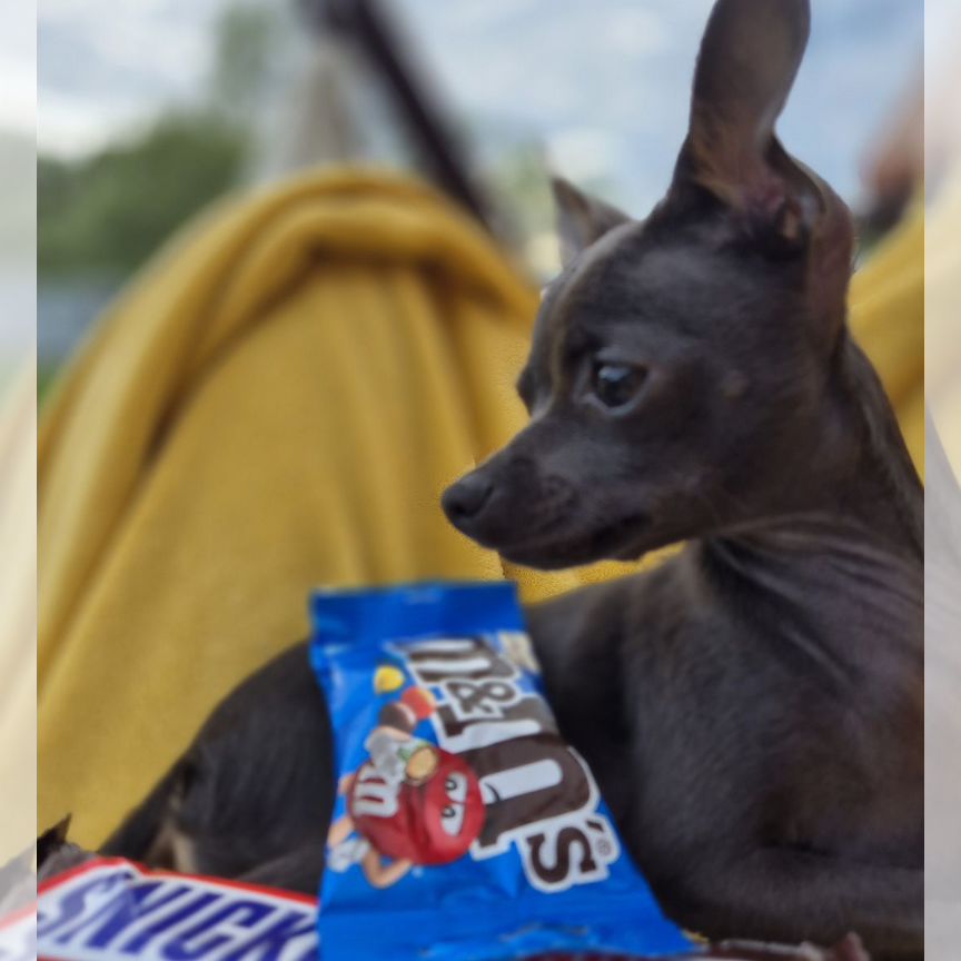 Русский той-терьер, взрослый пёс