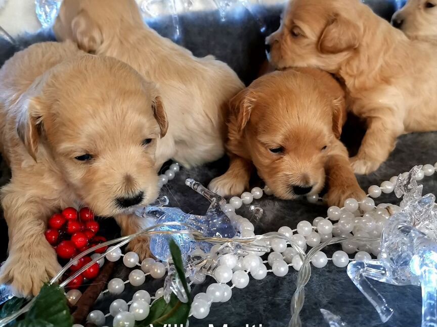 Мальтипу f1 мальчики и девочки