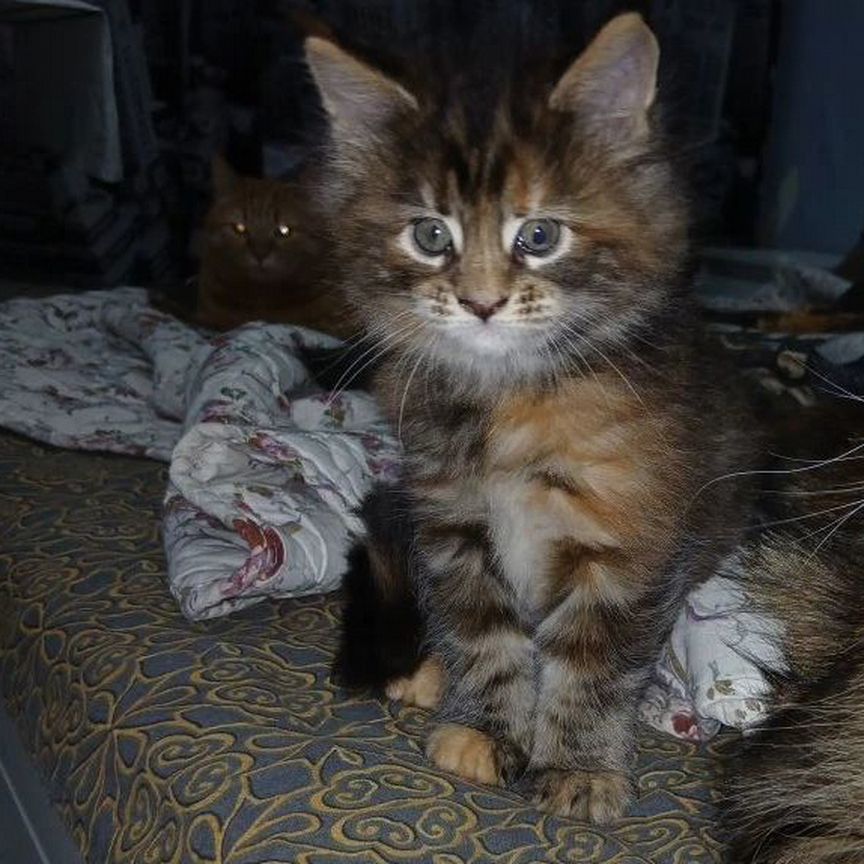 Мейн-кун котёнок