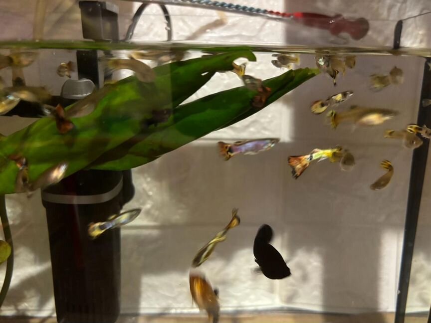 Аквариумные рыбки гуппи