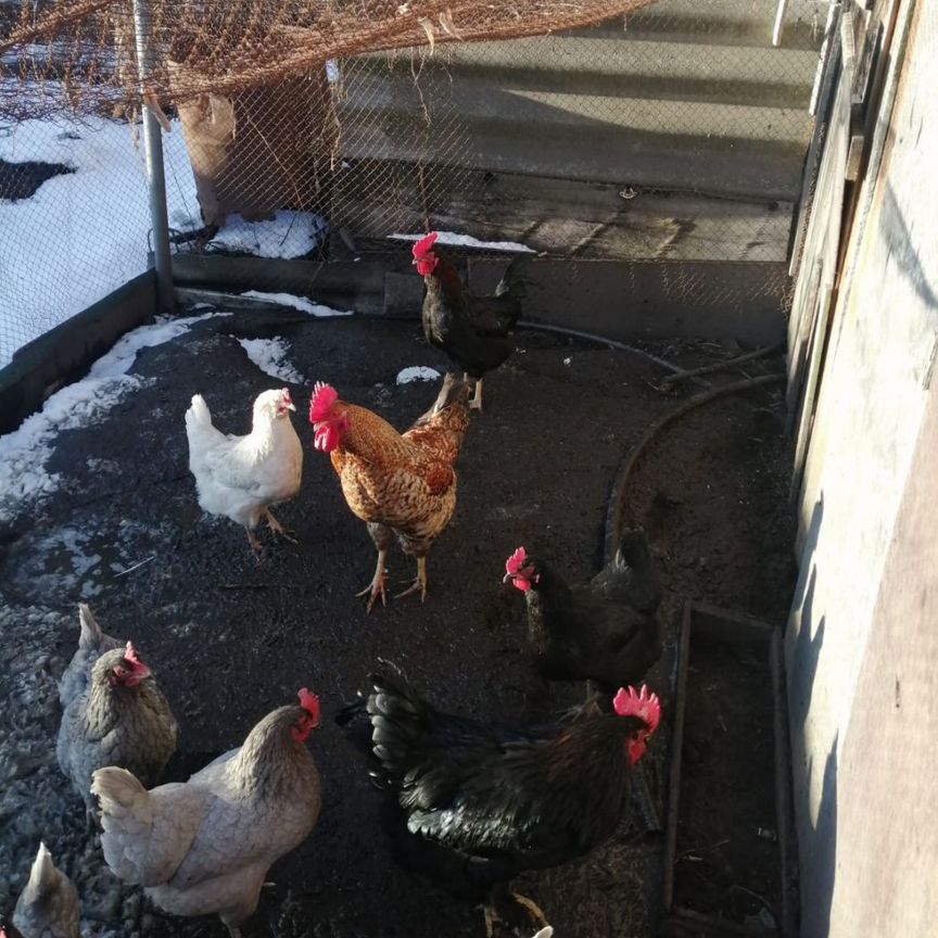 Продам молодых петухов