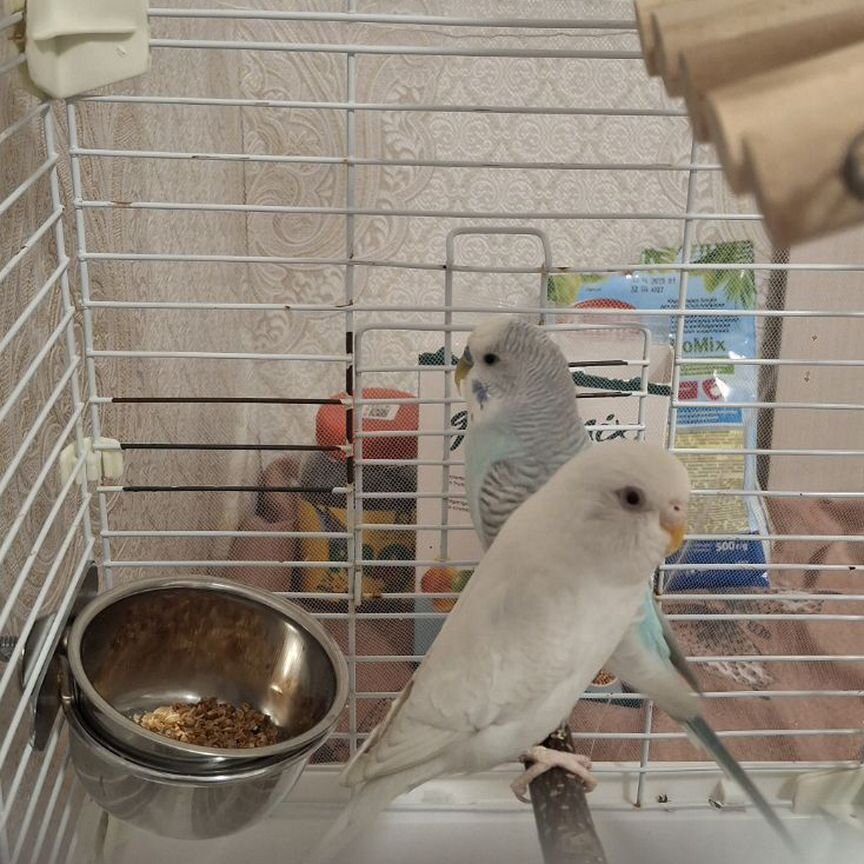 Волнистый попугай пара ручной