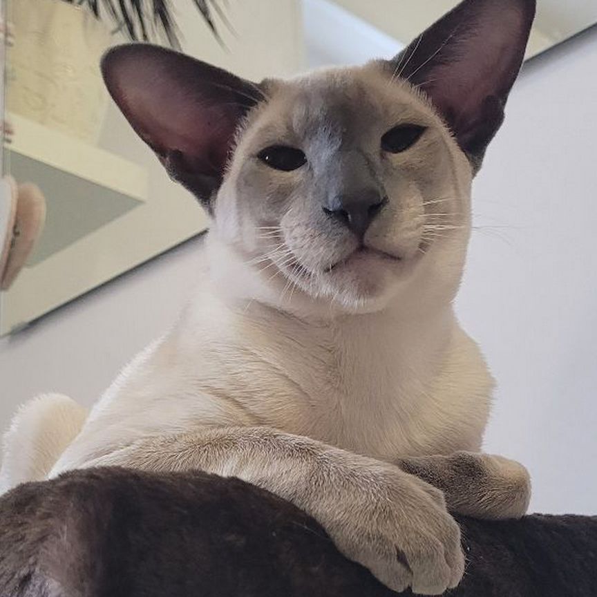 Сиамский котёнок