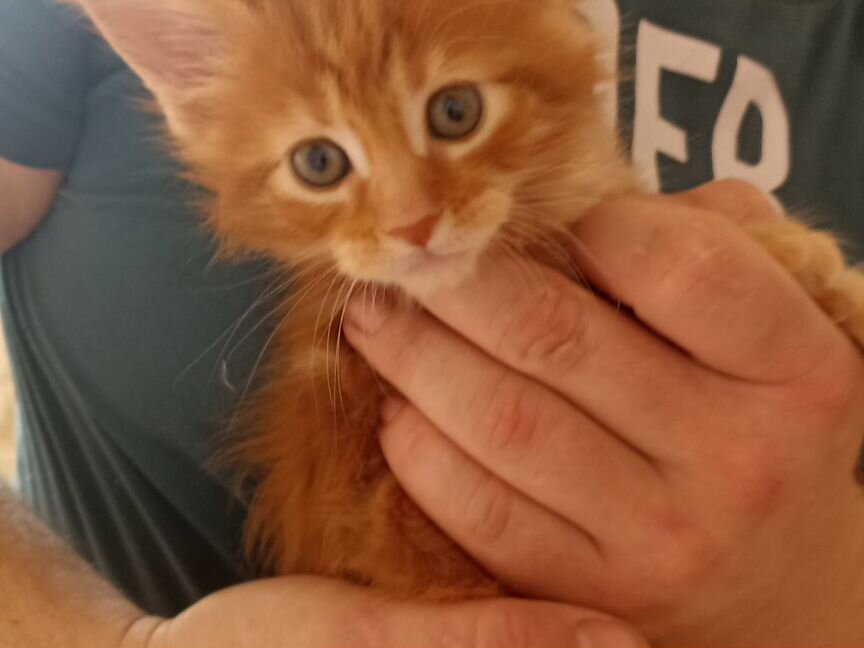 Котята мейн-кун