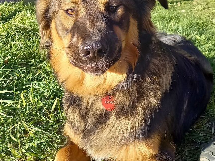 Собака Бади(бесподобныймальчик) 1 г в добрые руки