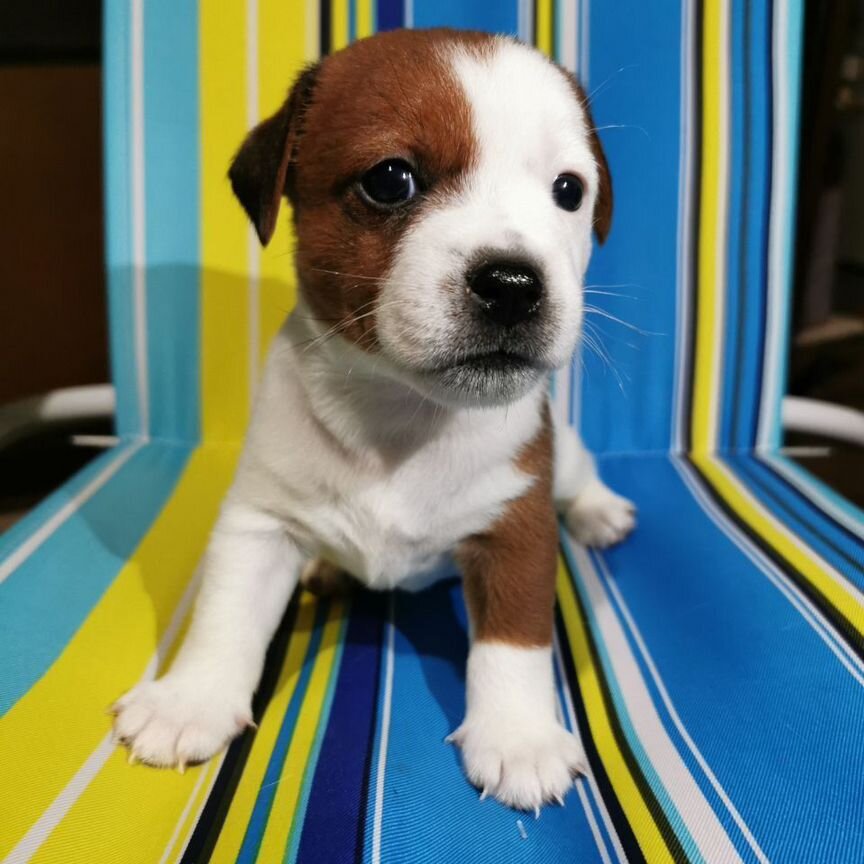 Щенки джек рассел терьер