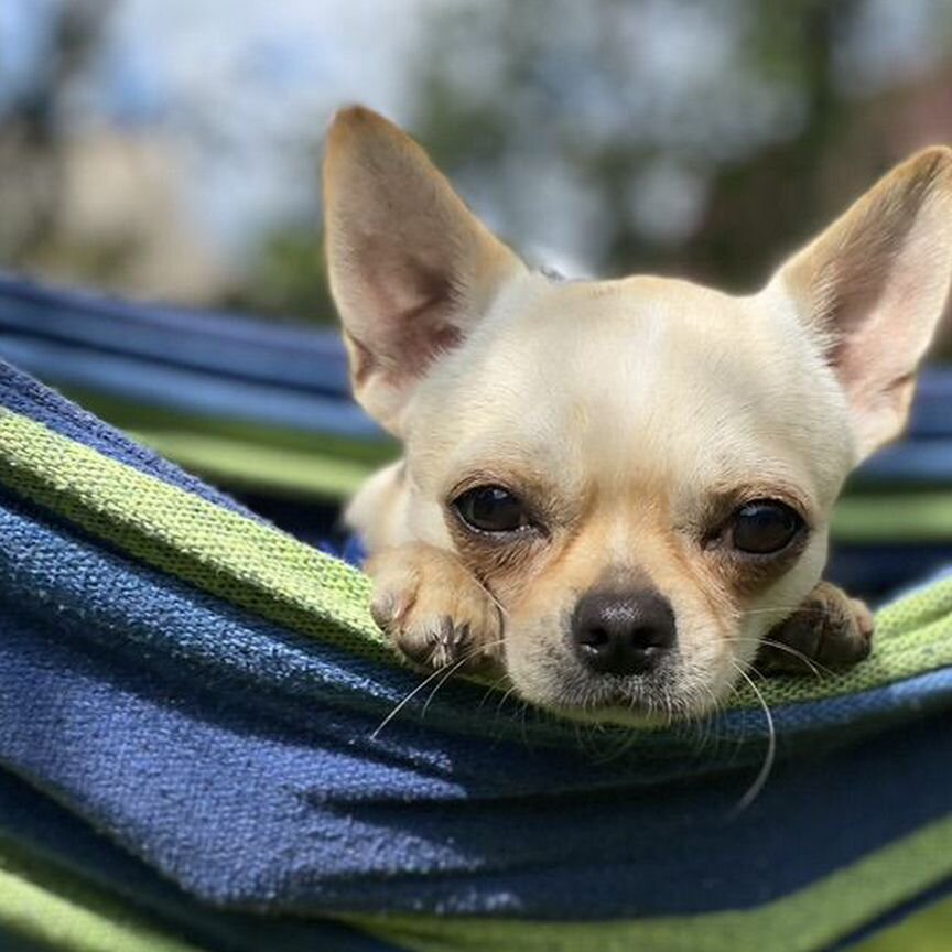 Вязка собак чихуахуа