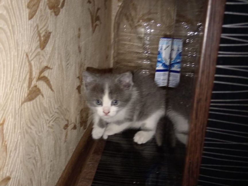 Котята в добрые руки приучены к лотку
