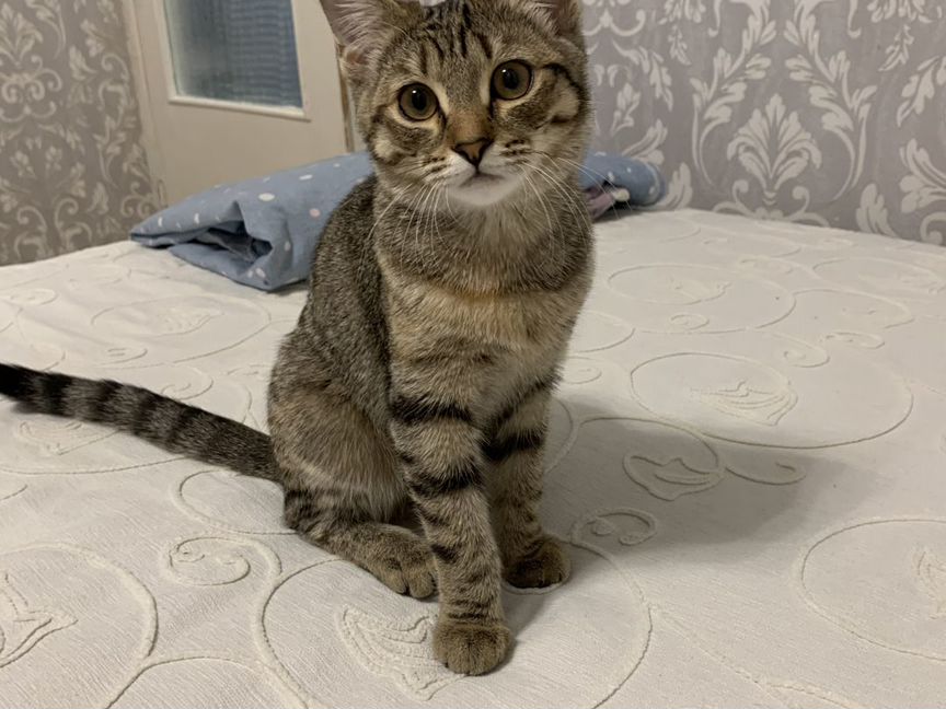 Отдам котёнка в добрые руки