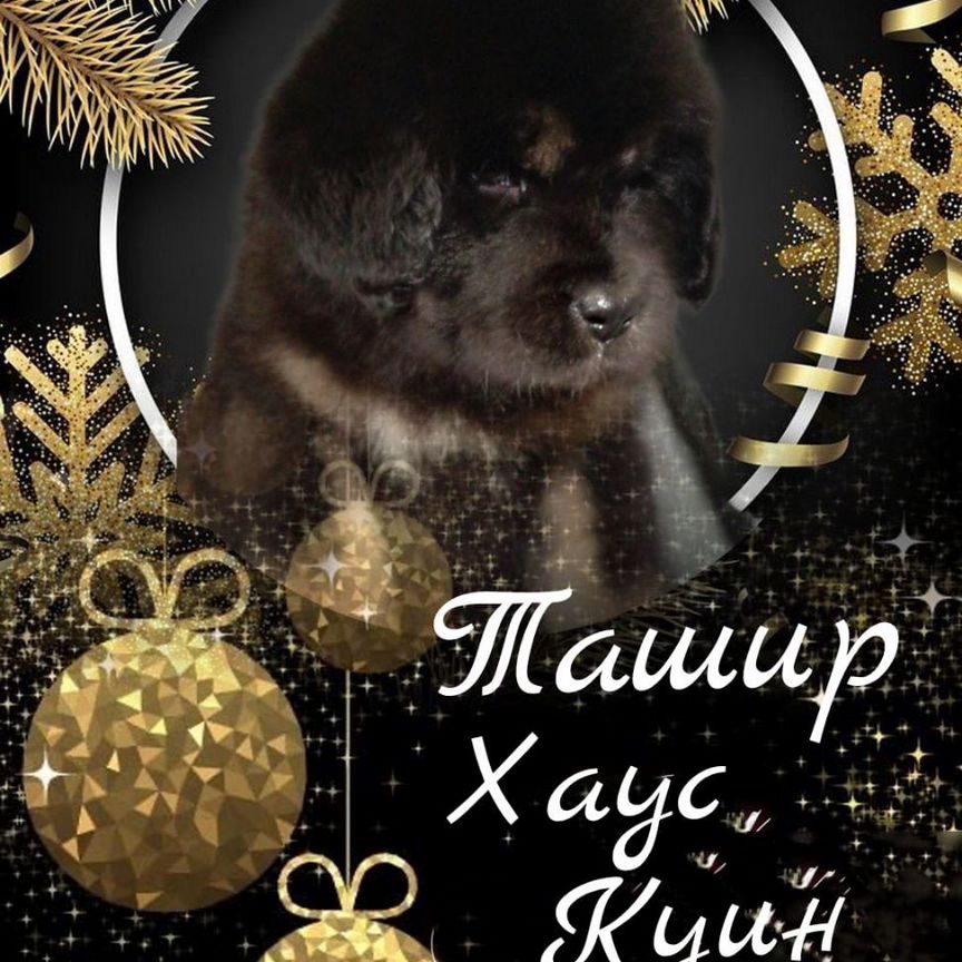 Тибетский мастиф щенки