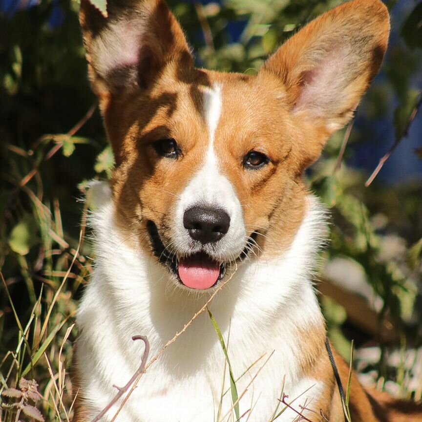 Рыжий Кардиган