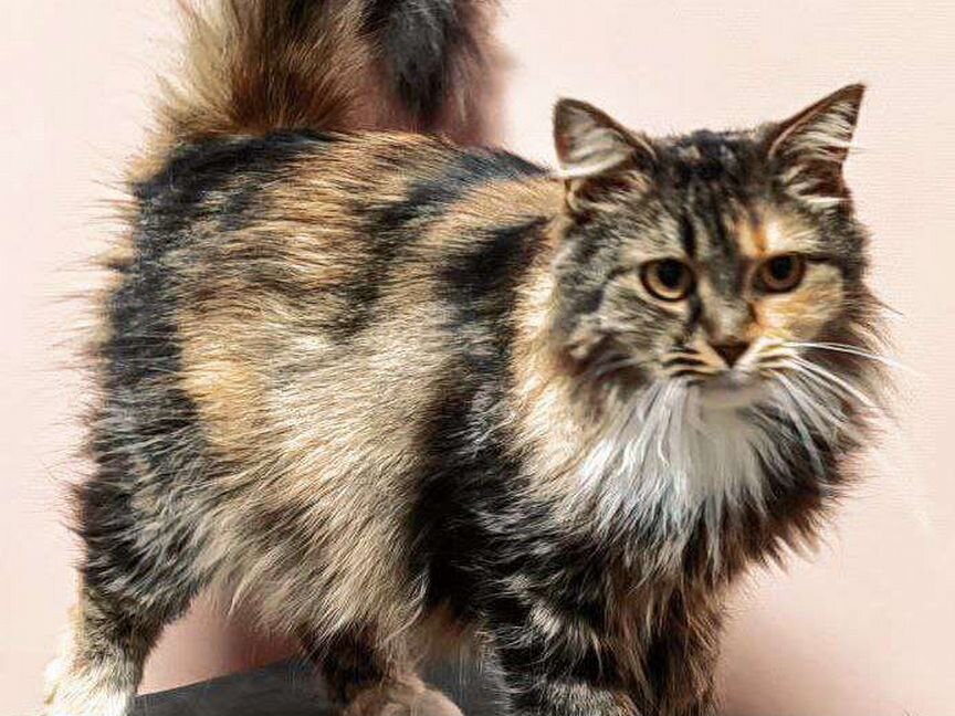 Красотка спасенная из Луганска