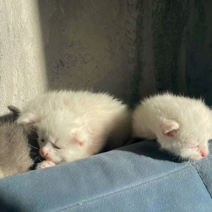 Одам в добрые руки котят