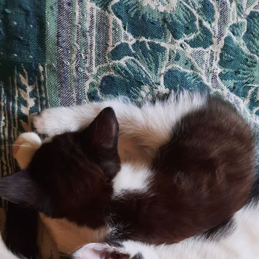 Европейский короткошёрстный котёнок
