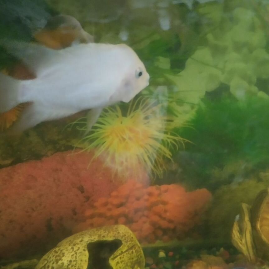 Аквариумные рыбки.Розовый фламинго.Цихлида