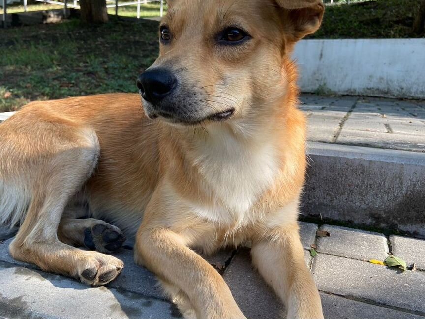 Собака в добрые руки