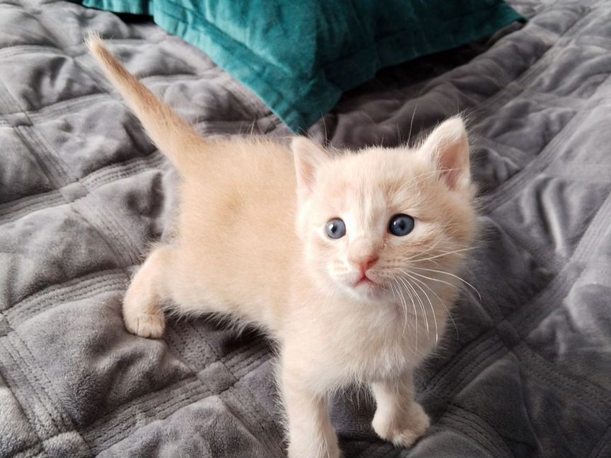 Котёнок
