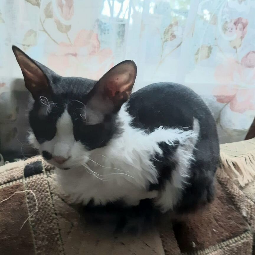 Отдам котейку Браша