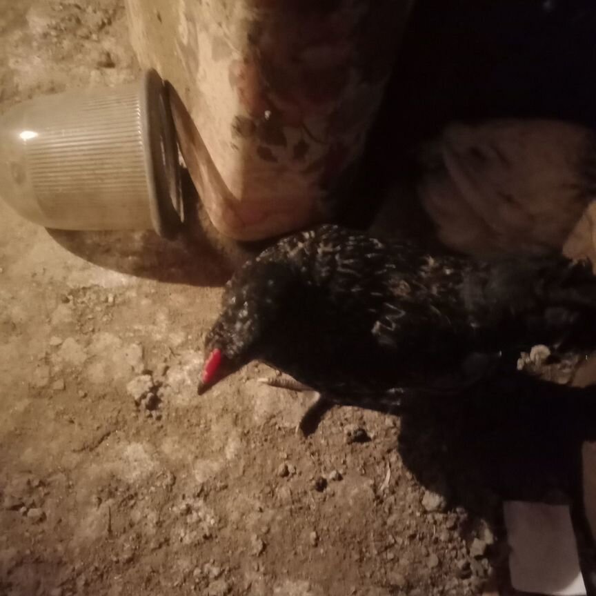 Цыплята петухи