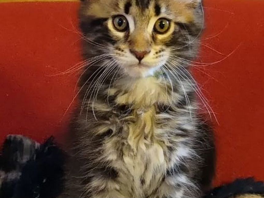 Мейн-кун клубный мальчик "черный мрамор"