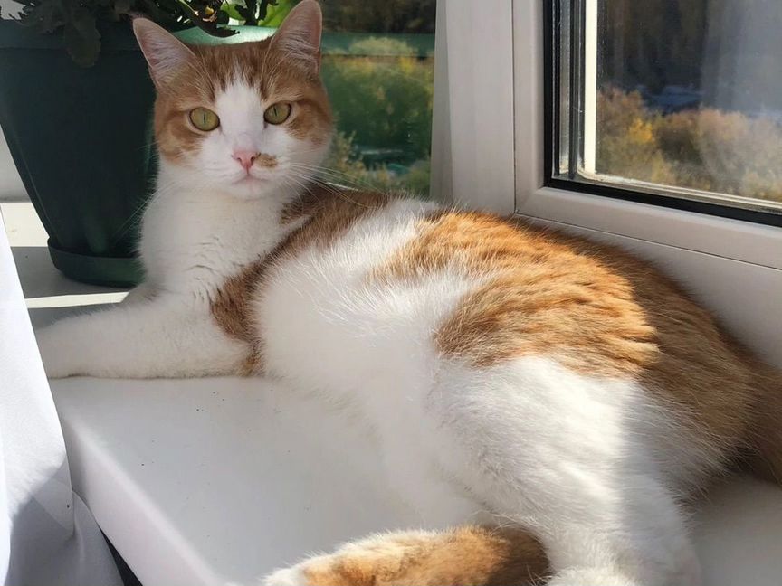 Кошечка лапочка