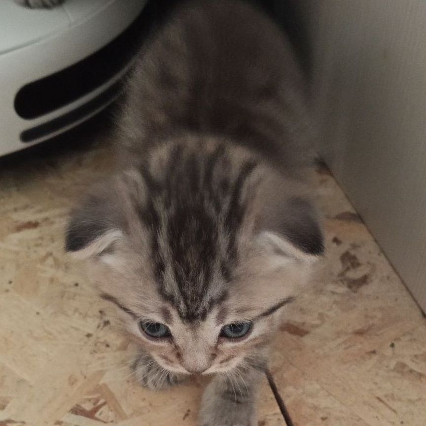 Шотландский вислоухий длинношёрстный котёнок