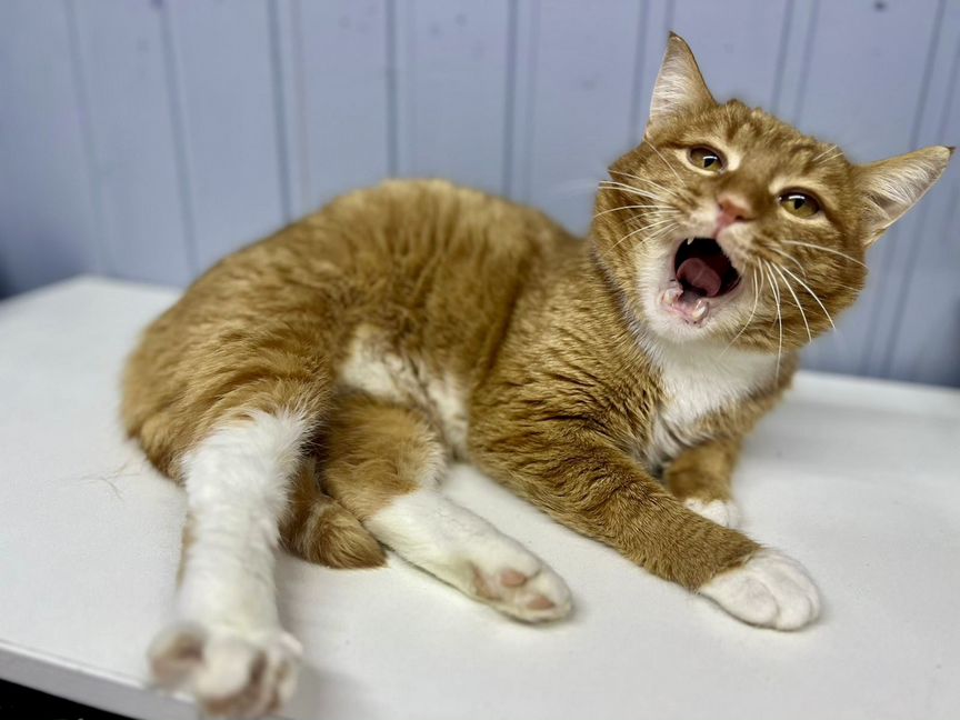 Пластилиновый ручной котенок