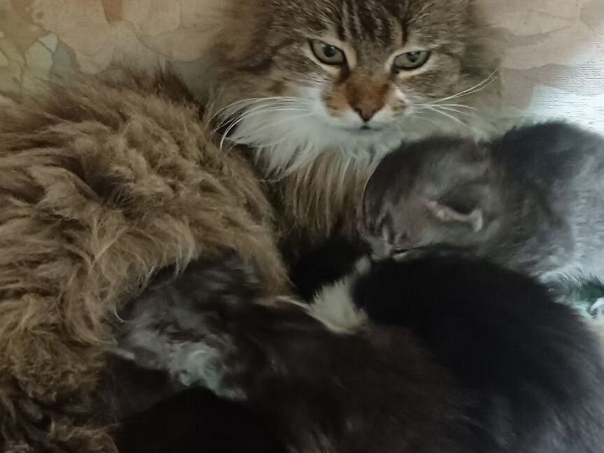 Котята в добрые руки бесплатно