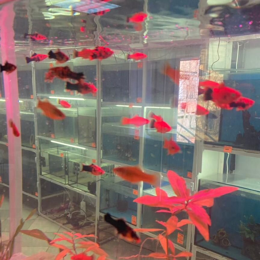 Аквариумные рыбки и растения