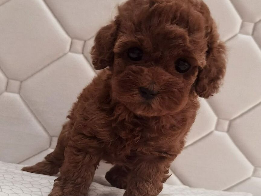 Мальтипу дев ред-браун