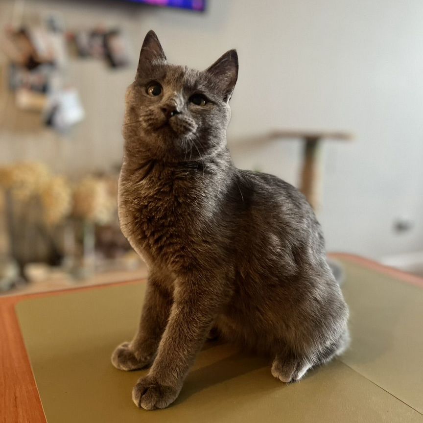 Котенок в добрые руки