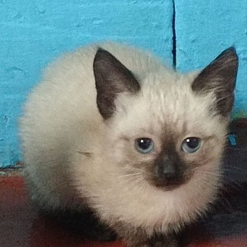 Балинезийские котята