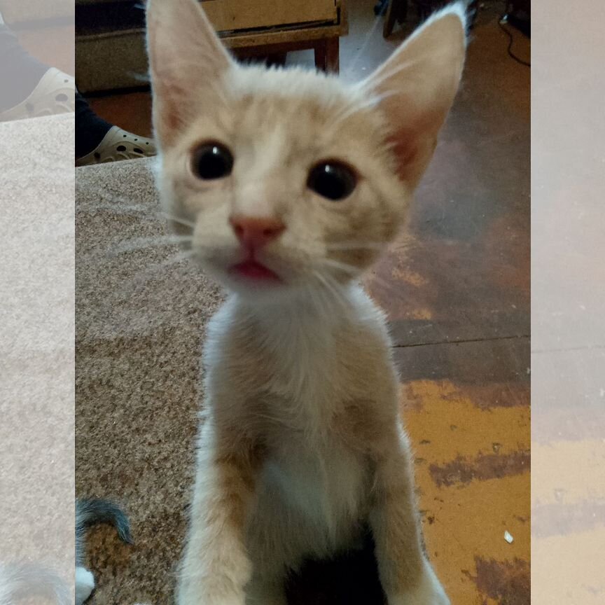 Котёнок в добрые руки