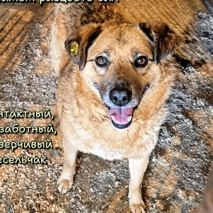 Взрослый пёс в добрые руки