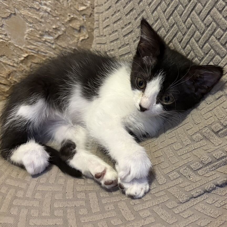 Котенок девочка черно белый
