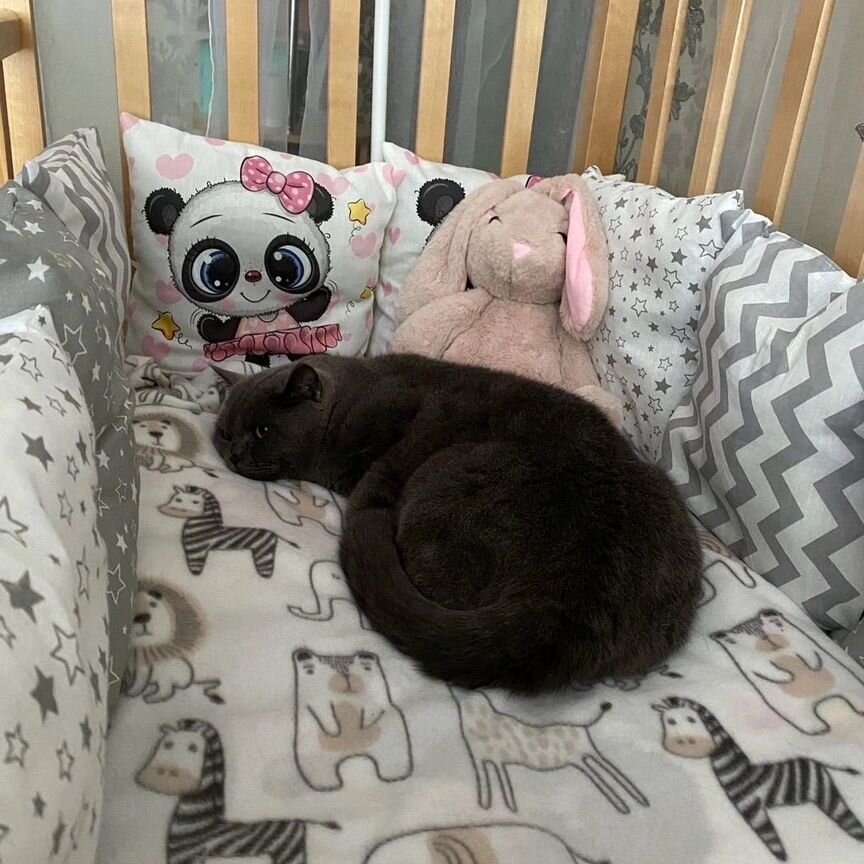 Британский кот