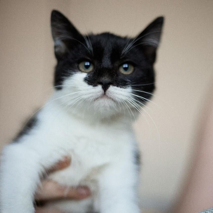 Котенок Уля ищет дом