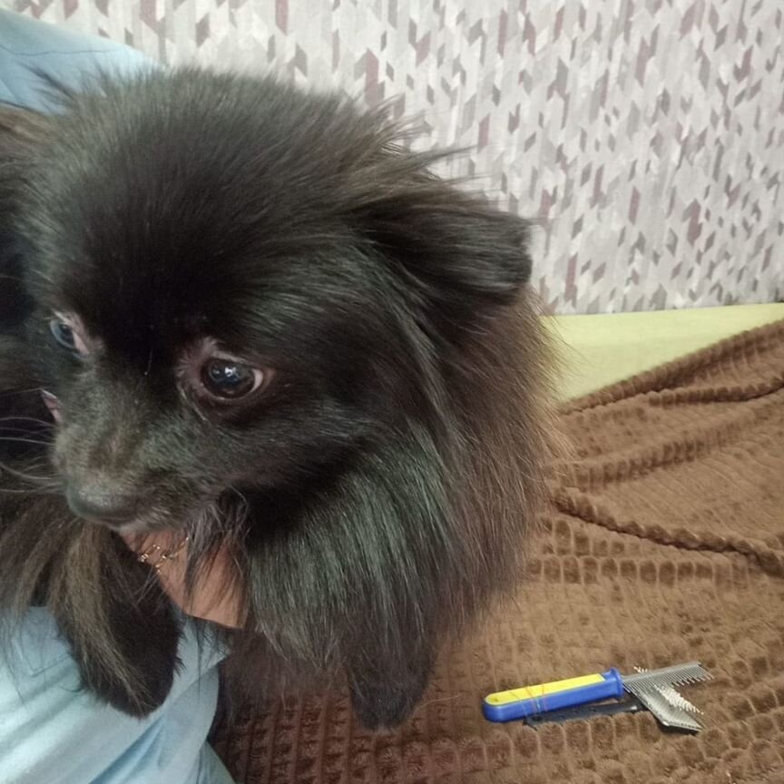 Померанский шпиц