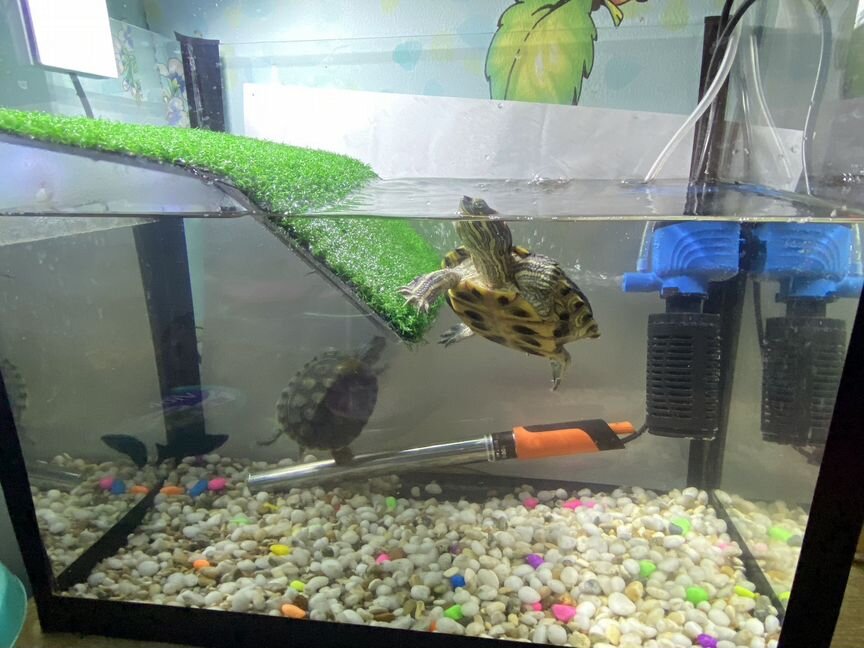 Аквариум с двумя черепахами и рыбкой