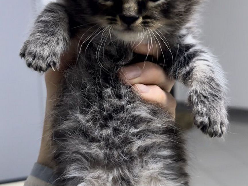 Котенок ищет любящих хозяев