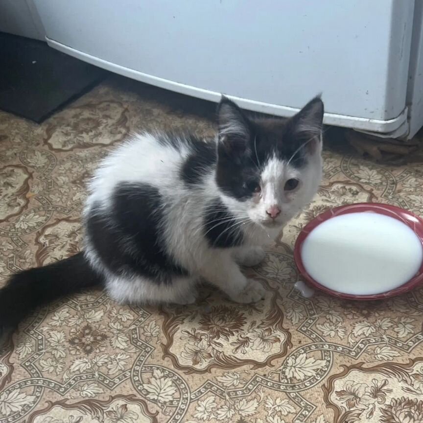 Котёнок в добрые руки