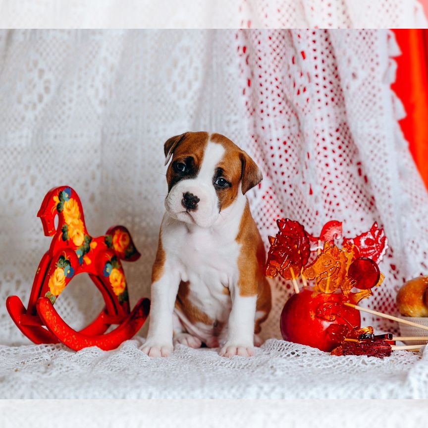 Американский стаффордширский терьер, щенок