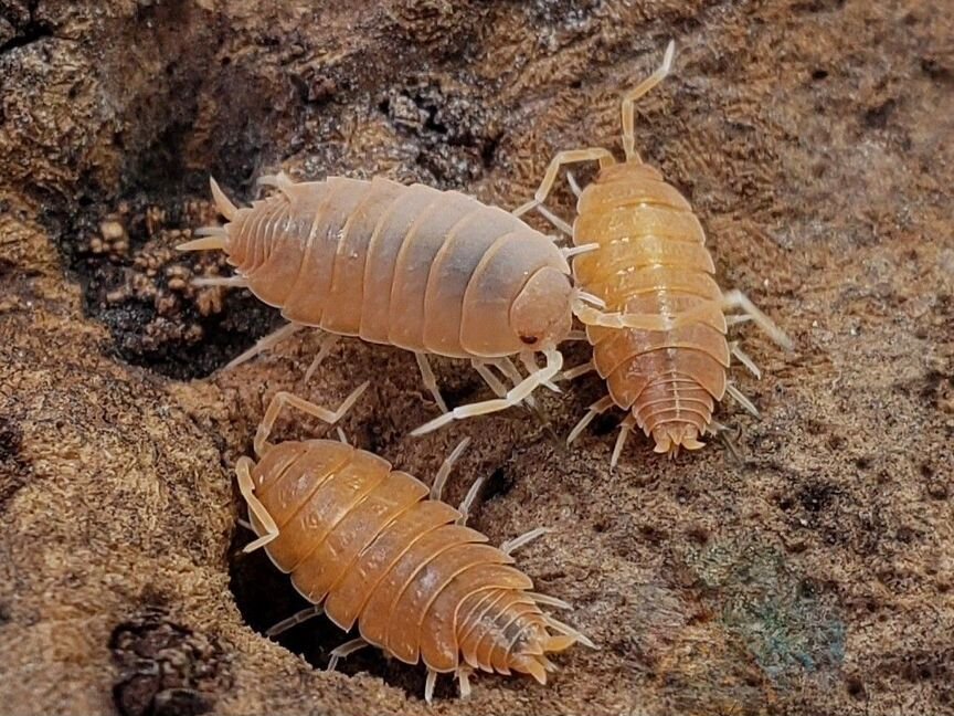 Мокрицы Porcellionides pruinosus "Orange"