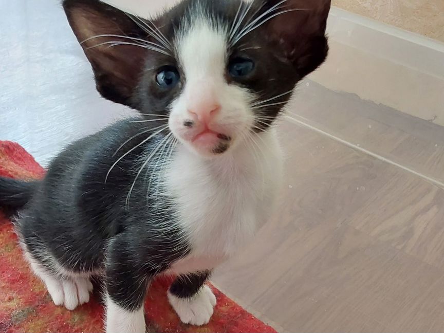 Ориентальные котята