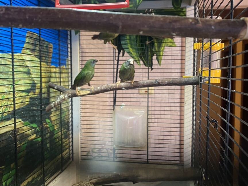 Трехцветная попугайная амадина тпа